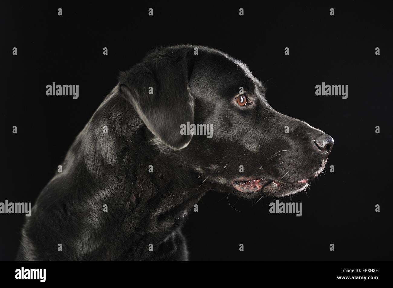 Labrador Retriever Portrait Stock Photo - Alamy