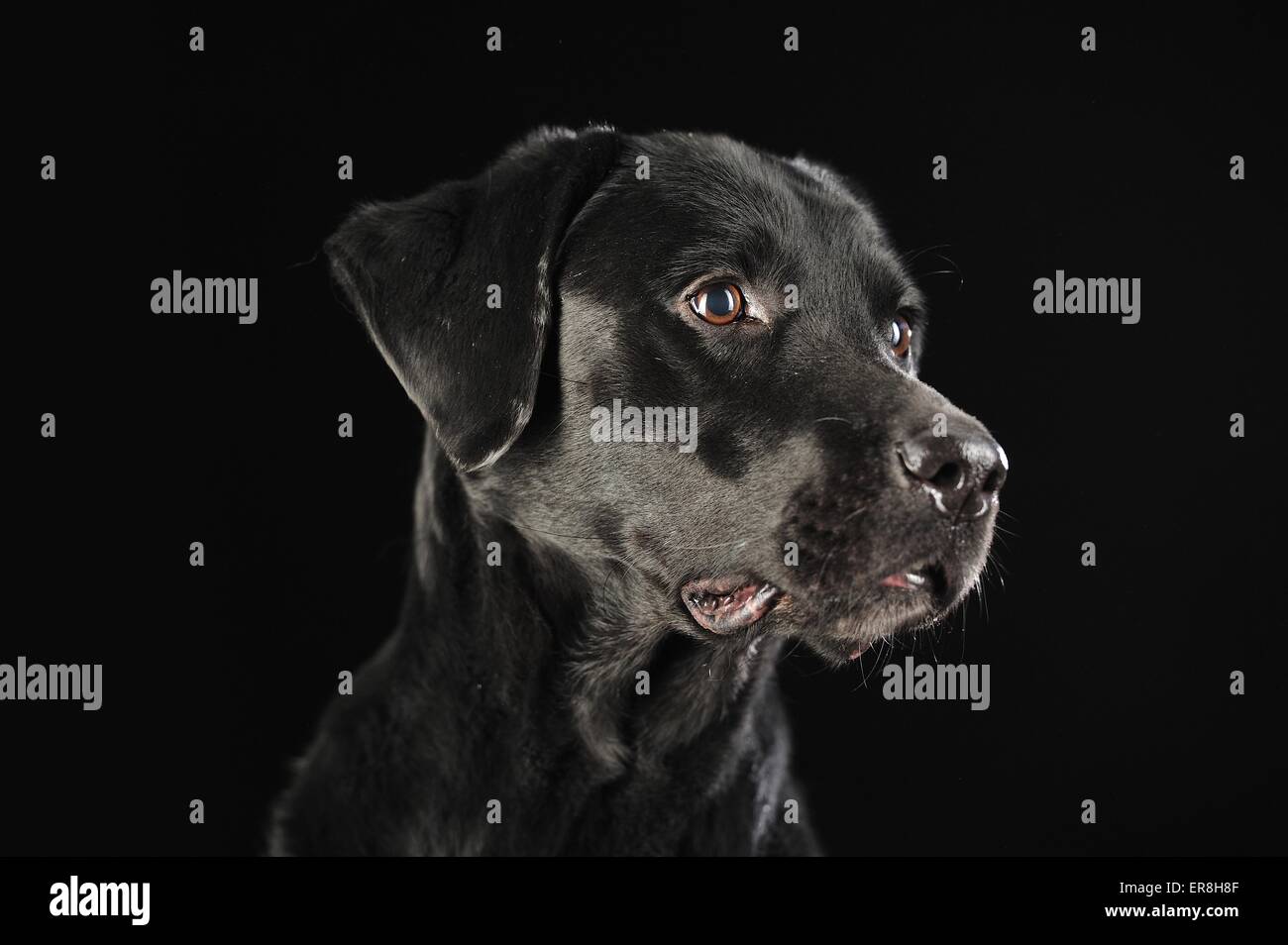 Labrador Retriever Portrait Stock Photo - Alamy
