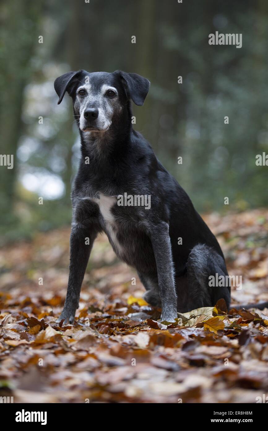 sitting Labrador Retriever Stock Photo - Alamy