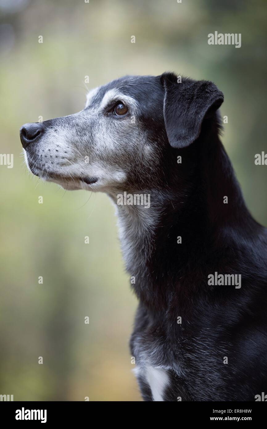 Old labrador retriever profile hi-res stock photography and images - Alamy