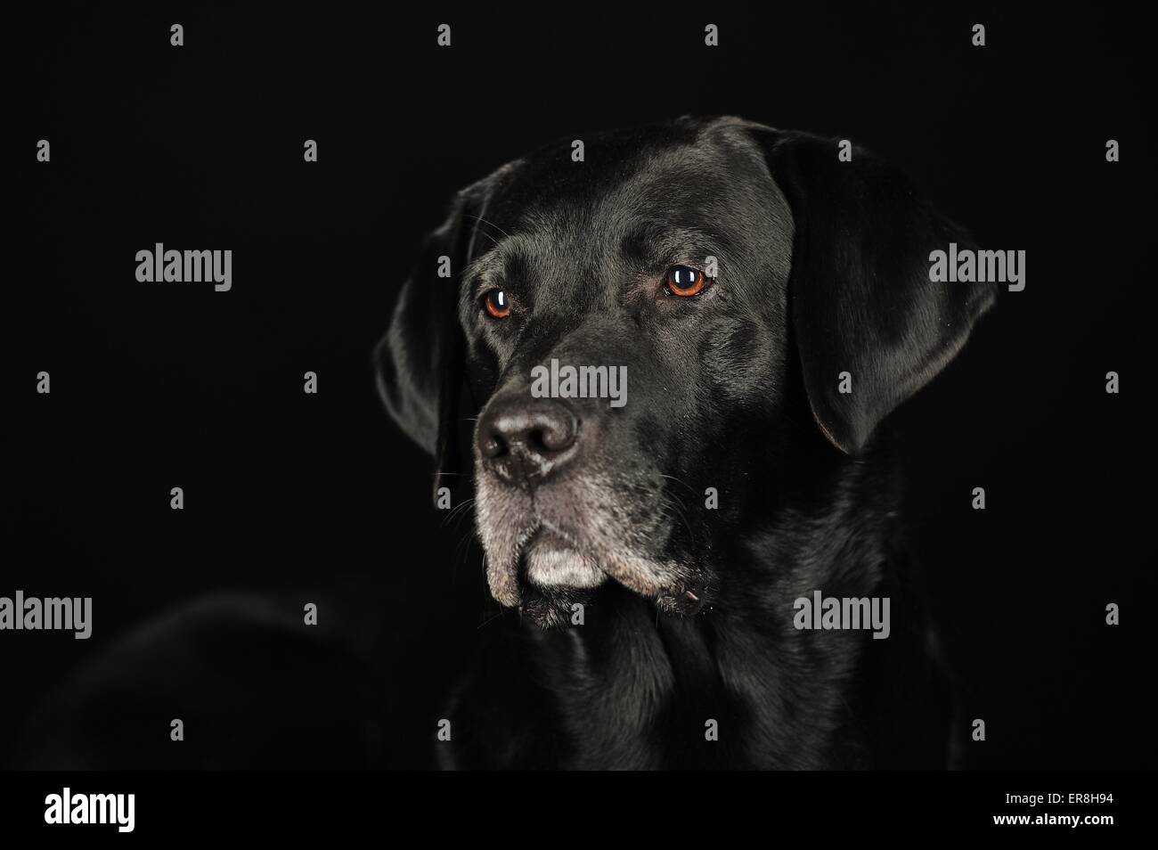Labrador Retriever Portrait Stock Photo - Alamy