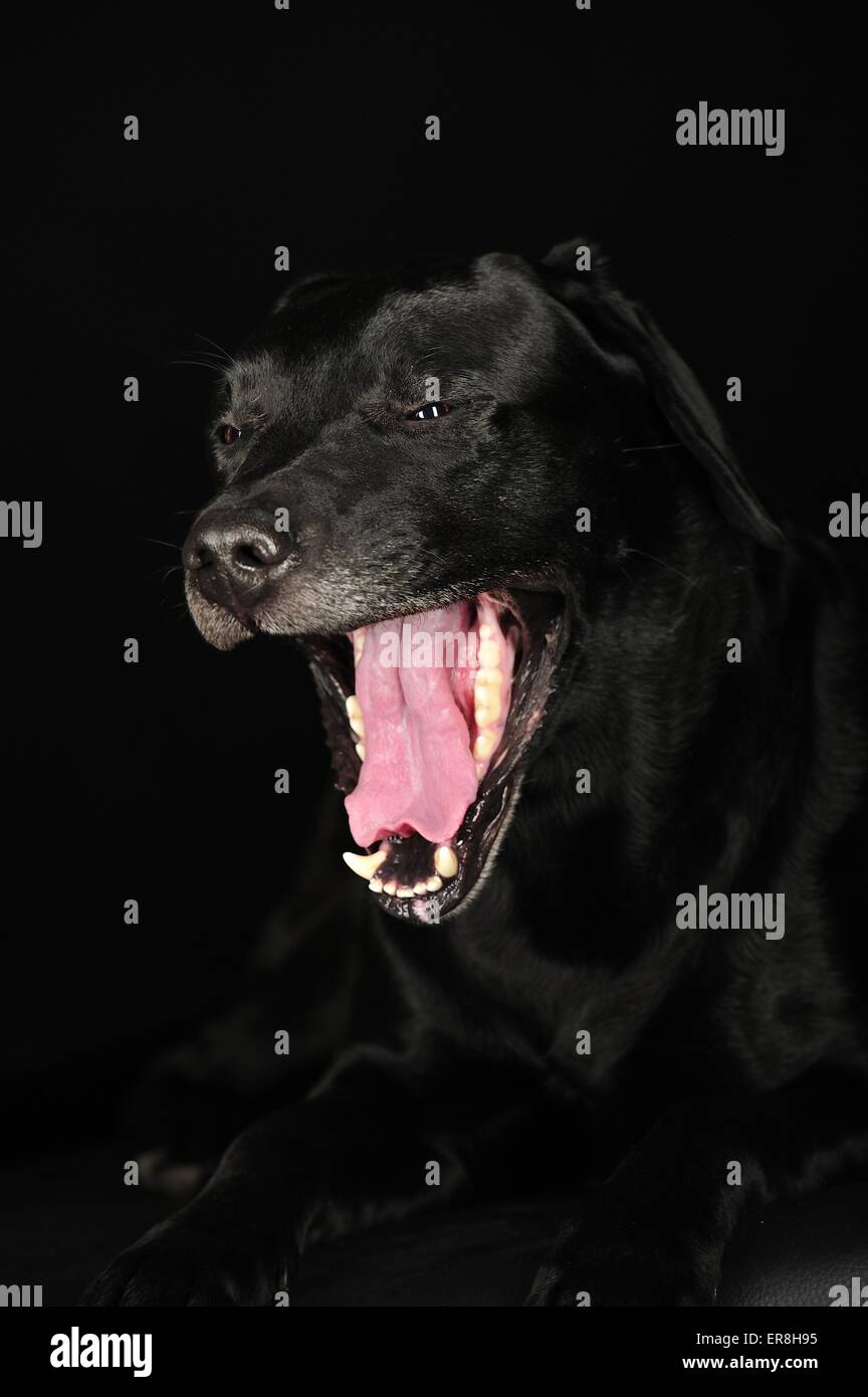yawning Labrador Retriever Stock Photo - Alamy