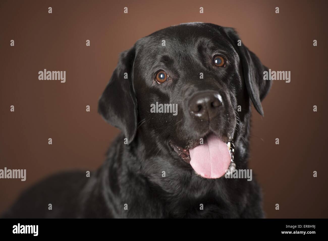 Labrador Retriever Portrait Stock Photo - Alamy