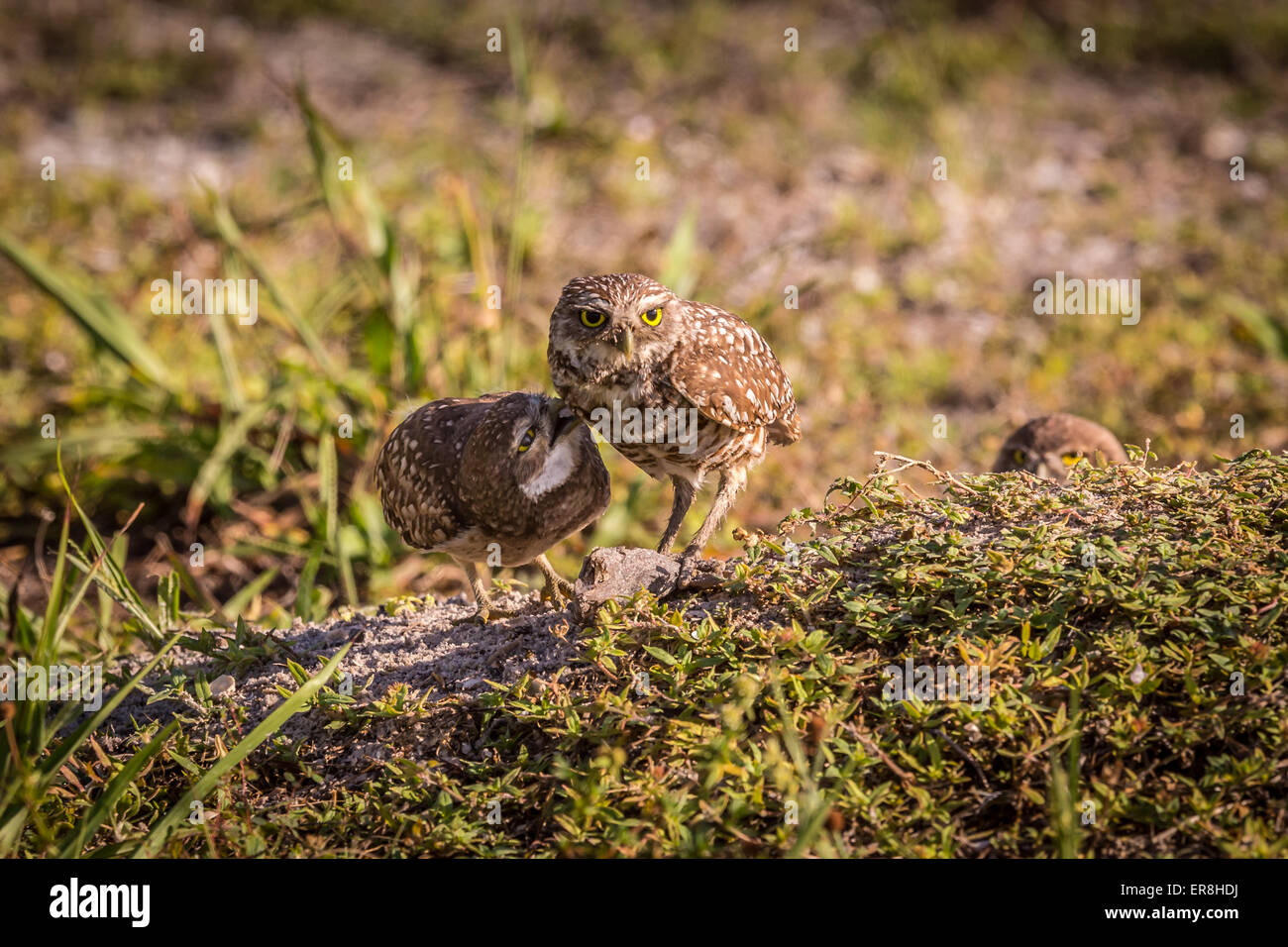 Burrowing Owls Marco Island Florida Stock Photo - Alamy