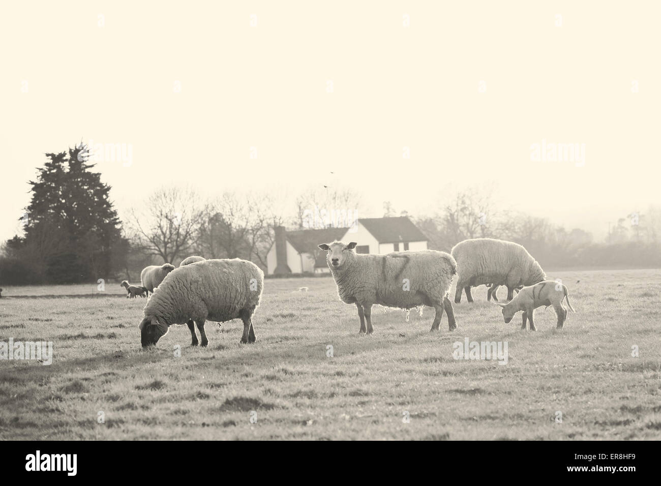 Sheep english countryside sheep hi-res stock photography and images - Alamy