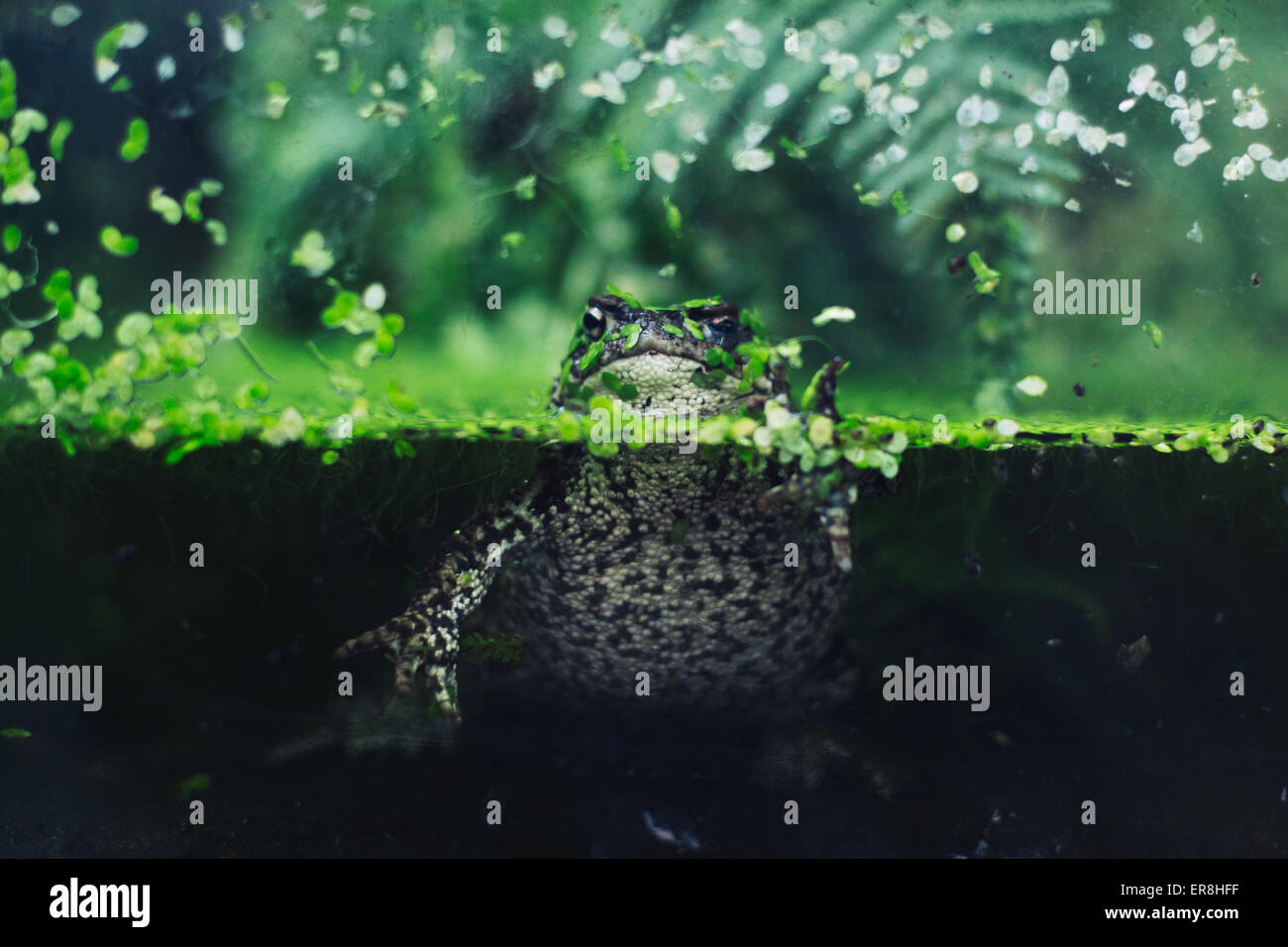 Frog looking through the glass Stock Photo - Alamy
