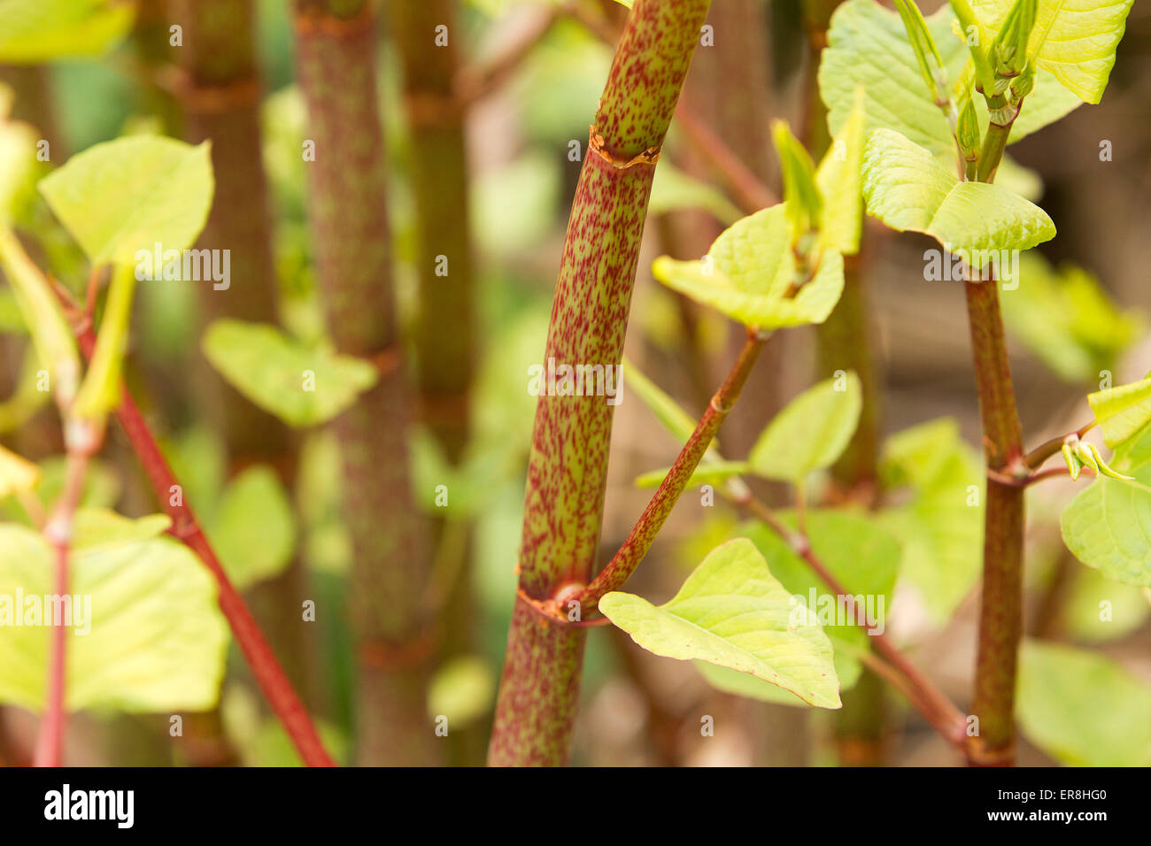Hollow Stem High Resolution Stock Photography and Images - Alamy