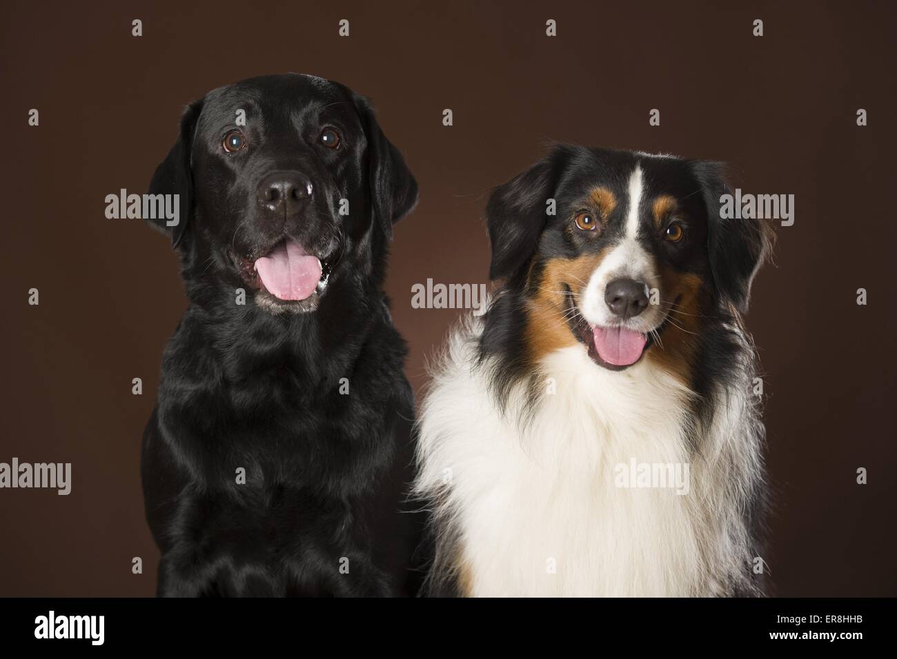 The australian smooth hound hi-res stock photography and images - Alamy