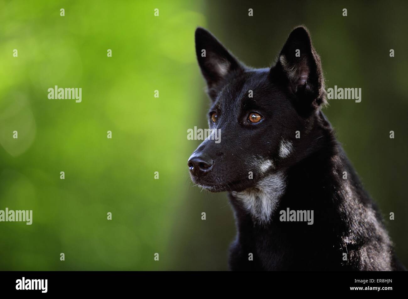 Animal herder hi-res stock photography and images - Alamy