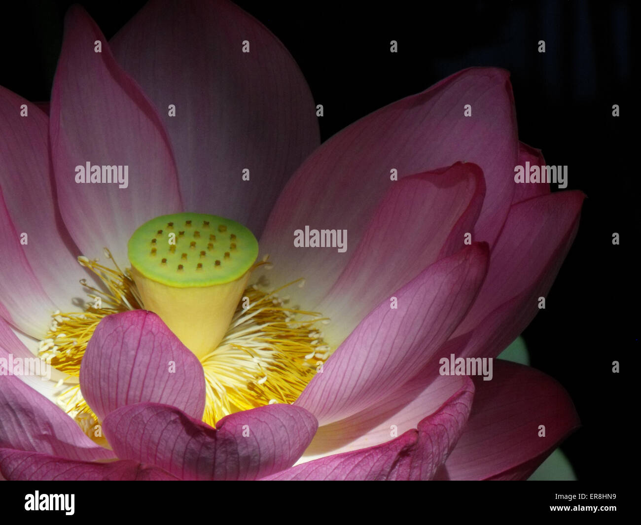 Egyptian lotus flower hi-res stock photography and images - Alamy
