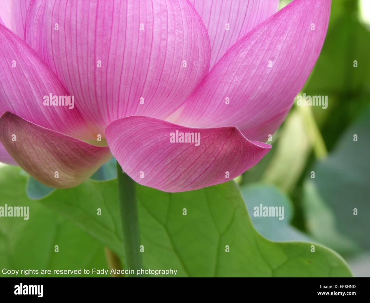 Lotus flower symbolism hi-res stock photography and images - Alamy