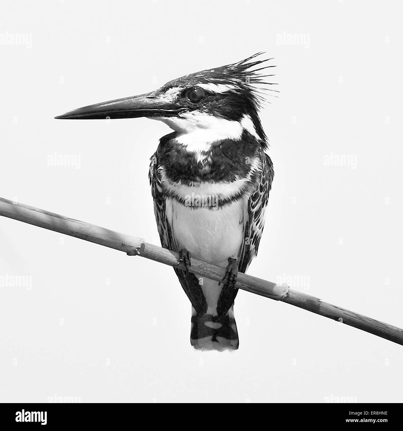 King fisher portrait on tree branch Stock Photo - Alamy