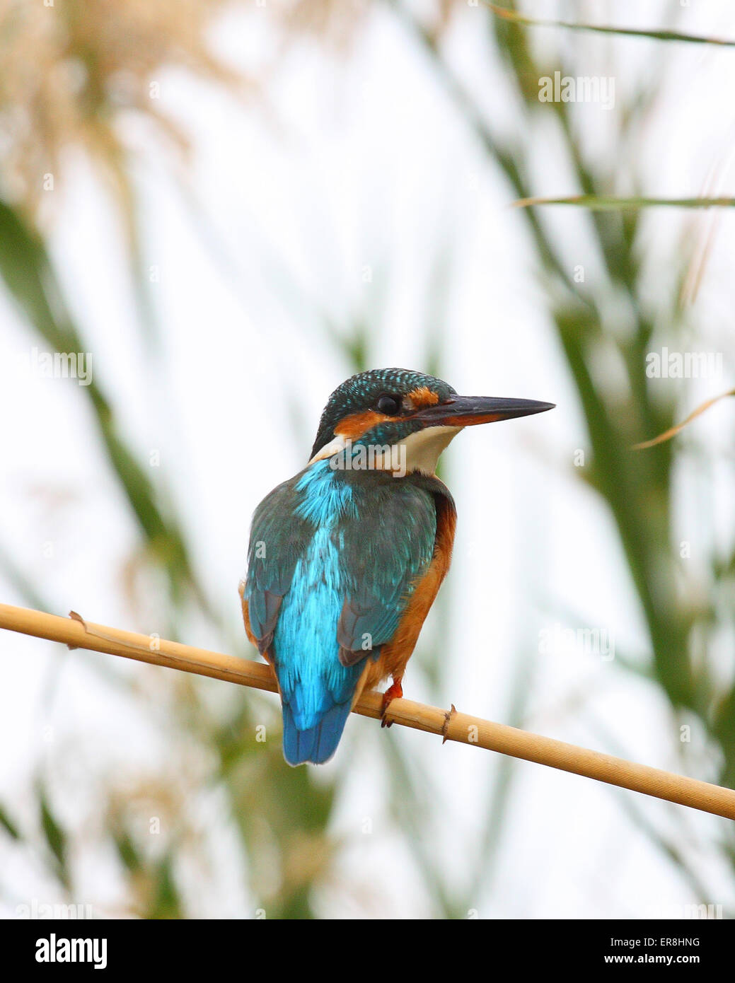 King fisher portrait on tree branch Stock Photo - Alamy