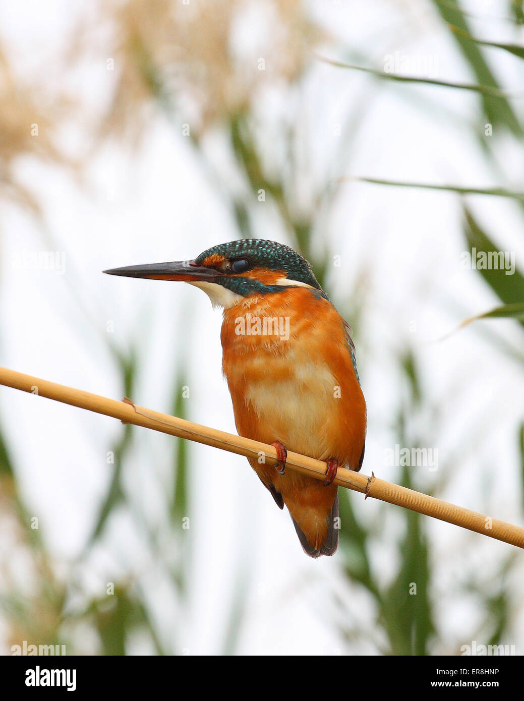 King fisher portrait on tree branch Stock Photo - Alamy