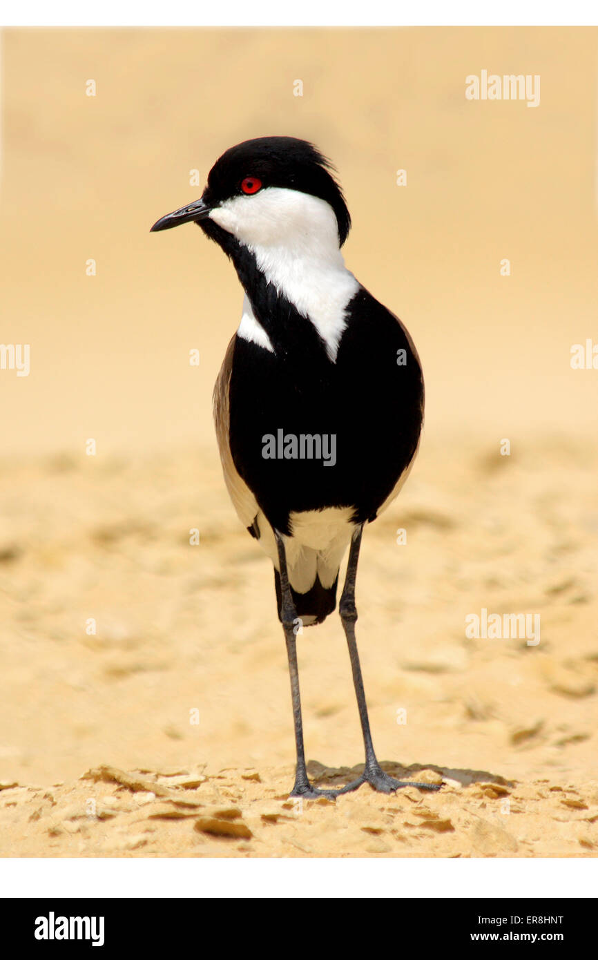 Bird legs hi-res stock photography and images - Alamy