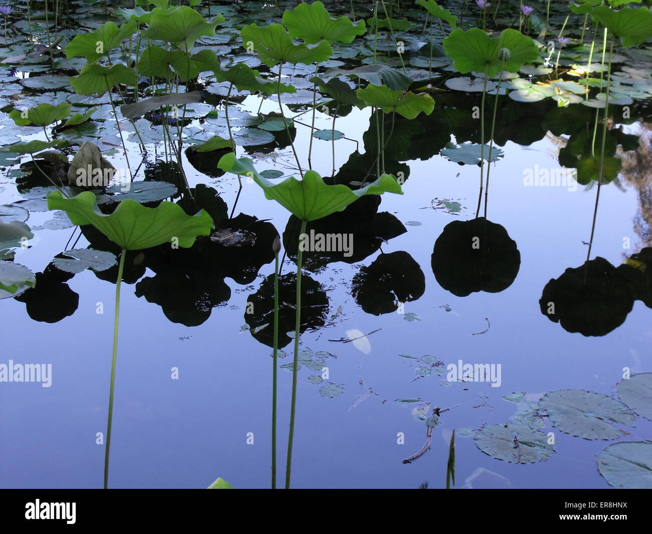 Flora egypt hi-res stock photography and images - Alamy