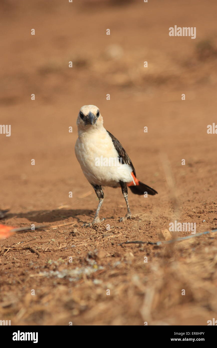 Colorful bird looking Stock Photo - Alamy