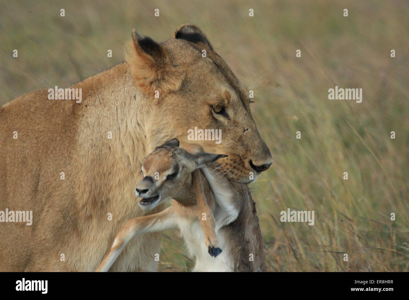 Baby Gazelle And Lion