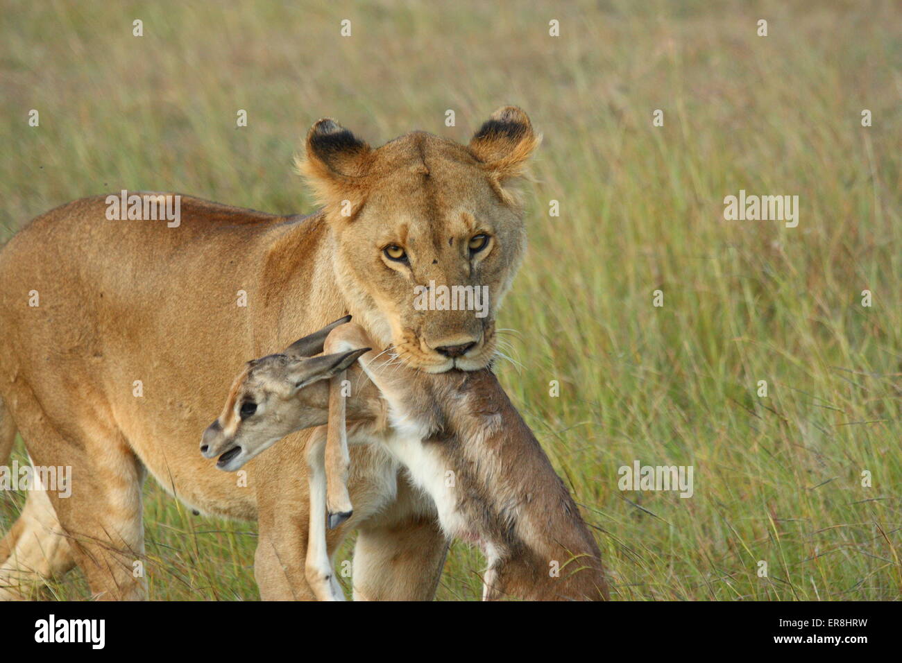 Lion Hunt Gazelle Stock Photos & Lion Hunt Gazelle Stock Images - Alamy