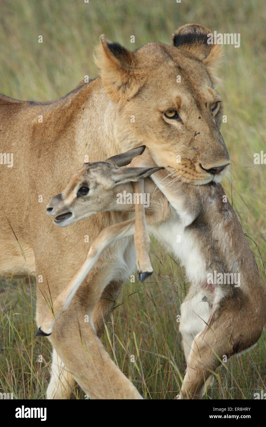 Lion hunt gazelle hi-res stock photography and images - Alamy