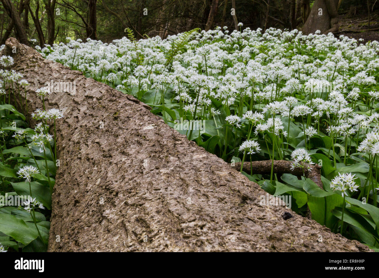 Wild Garlic In Flower High Resolution Stock Photography and Images - Alamy