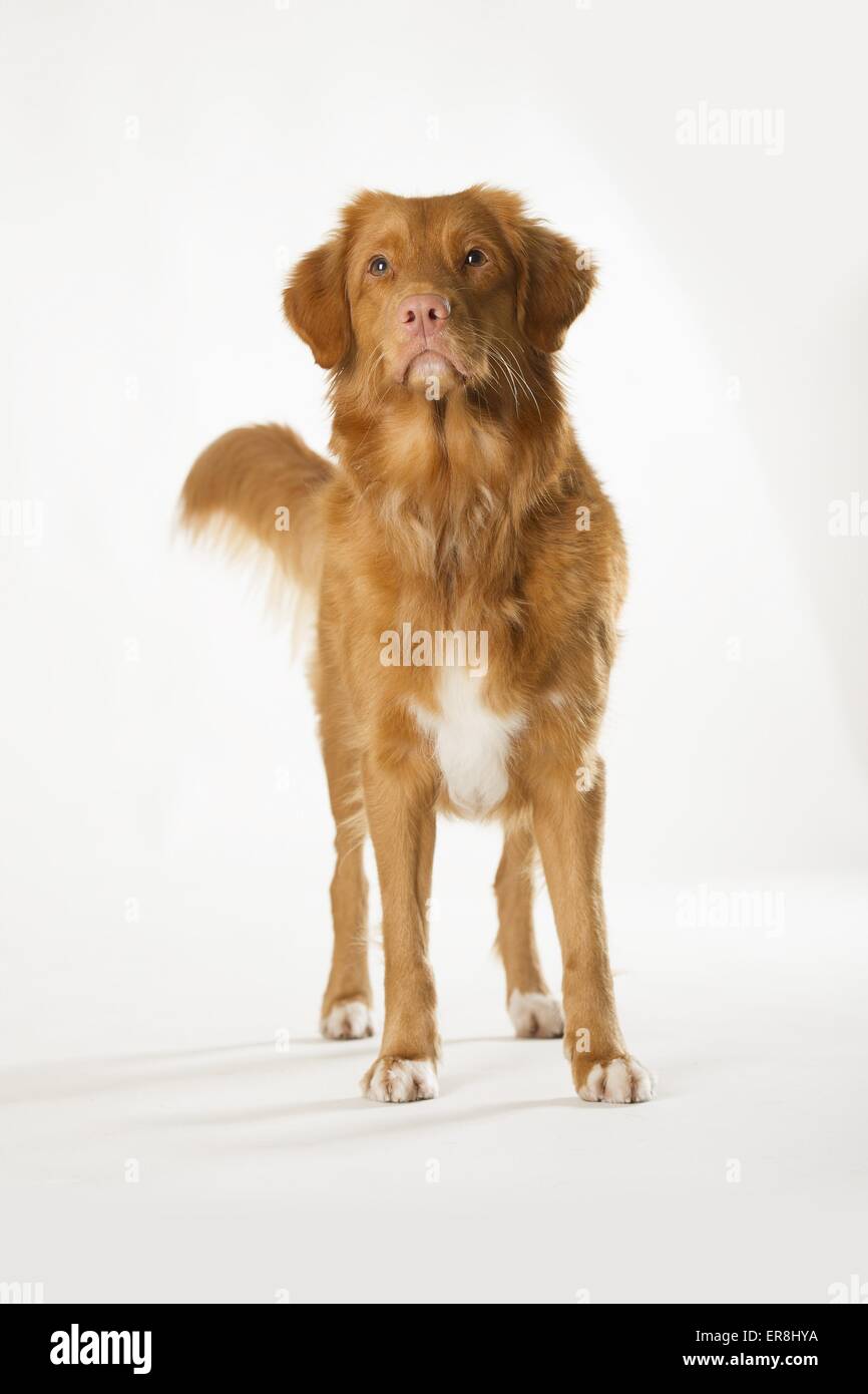 standing Nova Scotia Duck Tolling Retriever Stock Photo - Alamy