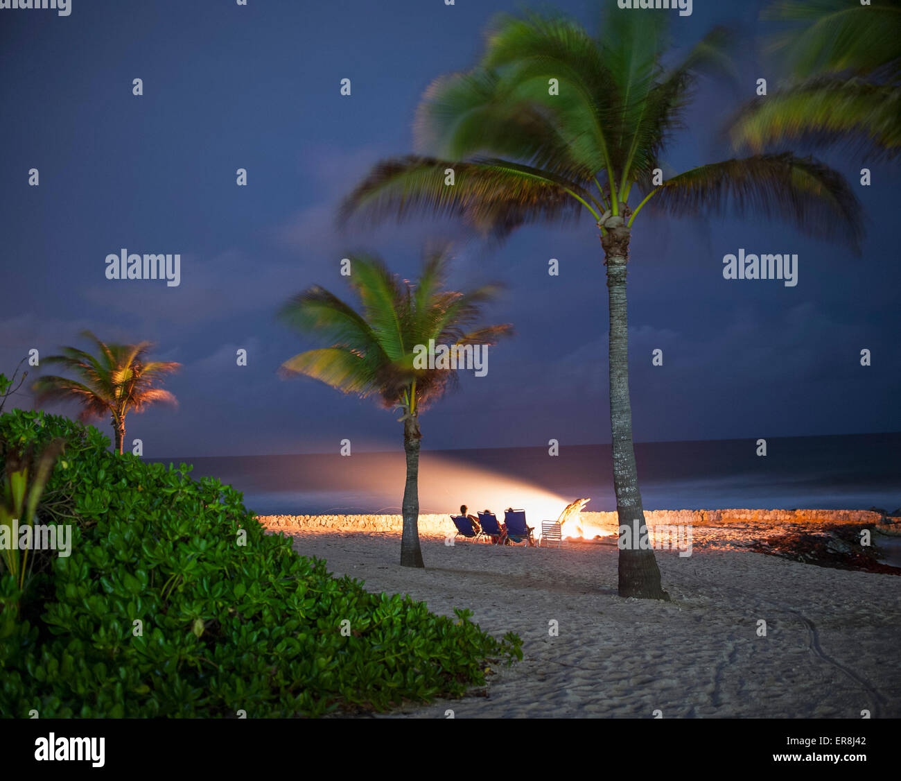 Palm trees on beach over hi-res stock photography and images - Alamy