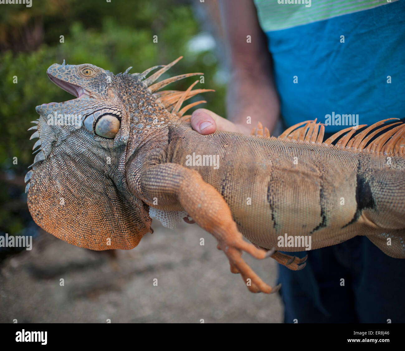 Midsection of man holding iguana outdoors Stock Photo - Alamy