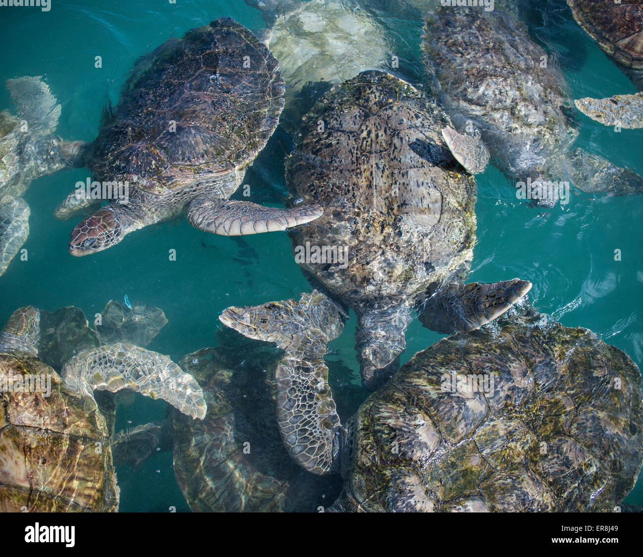 Turtles swimming in sea water hi-res stock photography and images - Alamy