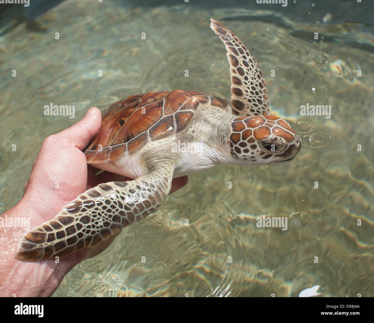 Image turtle hi-res stock photography and images - Alamy