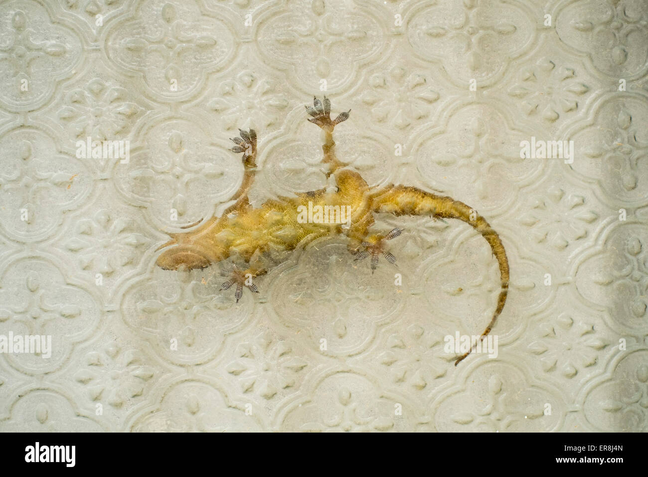 Lizard seen through glass window Stock Photo - Alamy