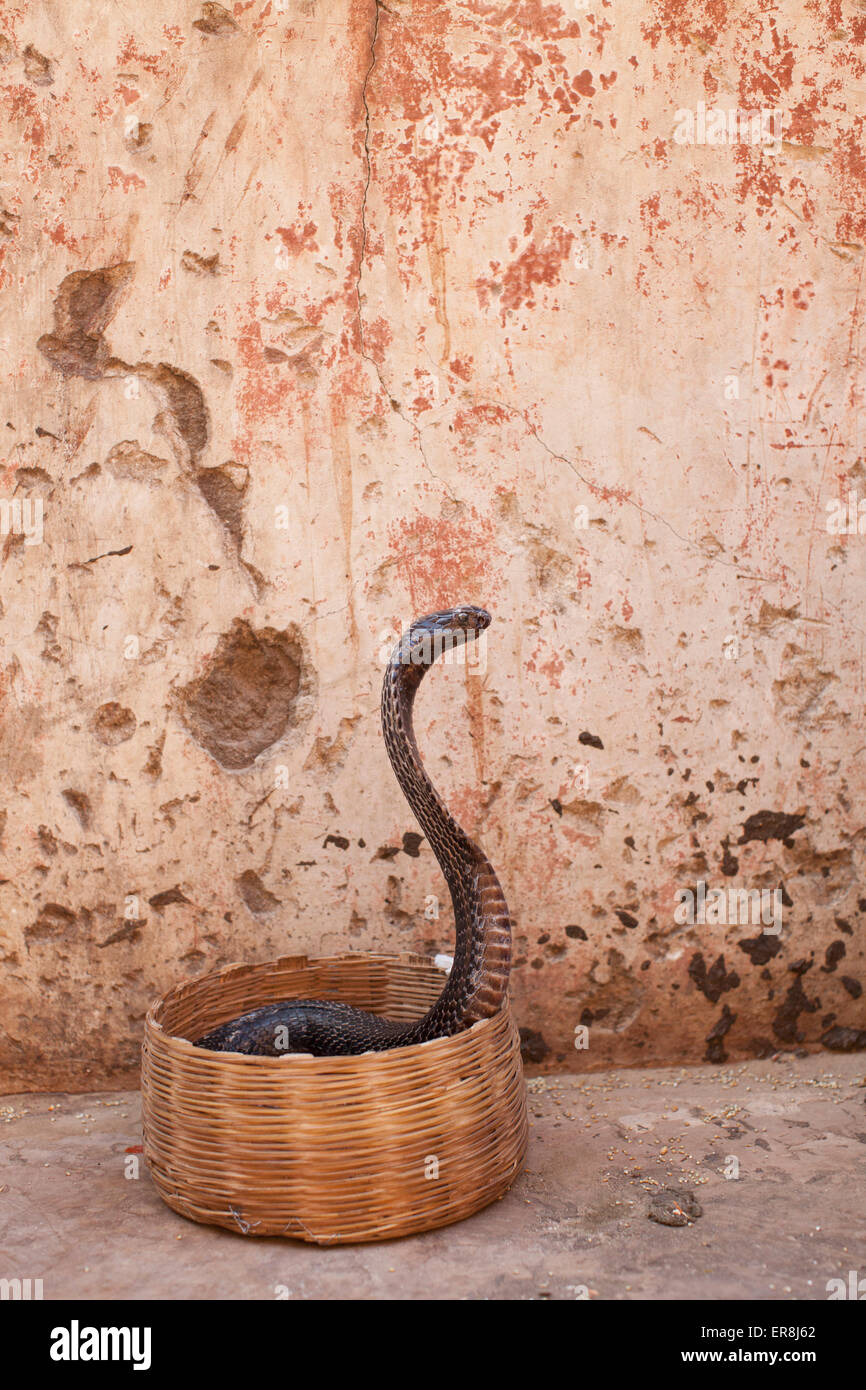 Basket Of Snake Stock Photos & Basket Of Snake Stock Images - Alamy