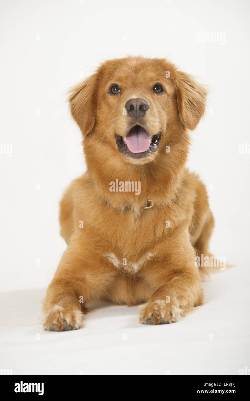 Toller golden retriever hi-res stock photography and images - Alamy