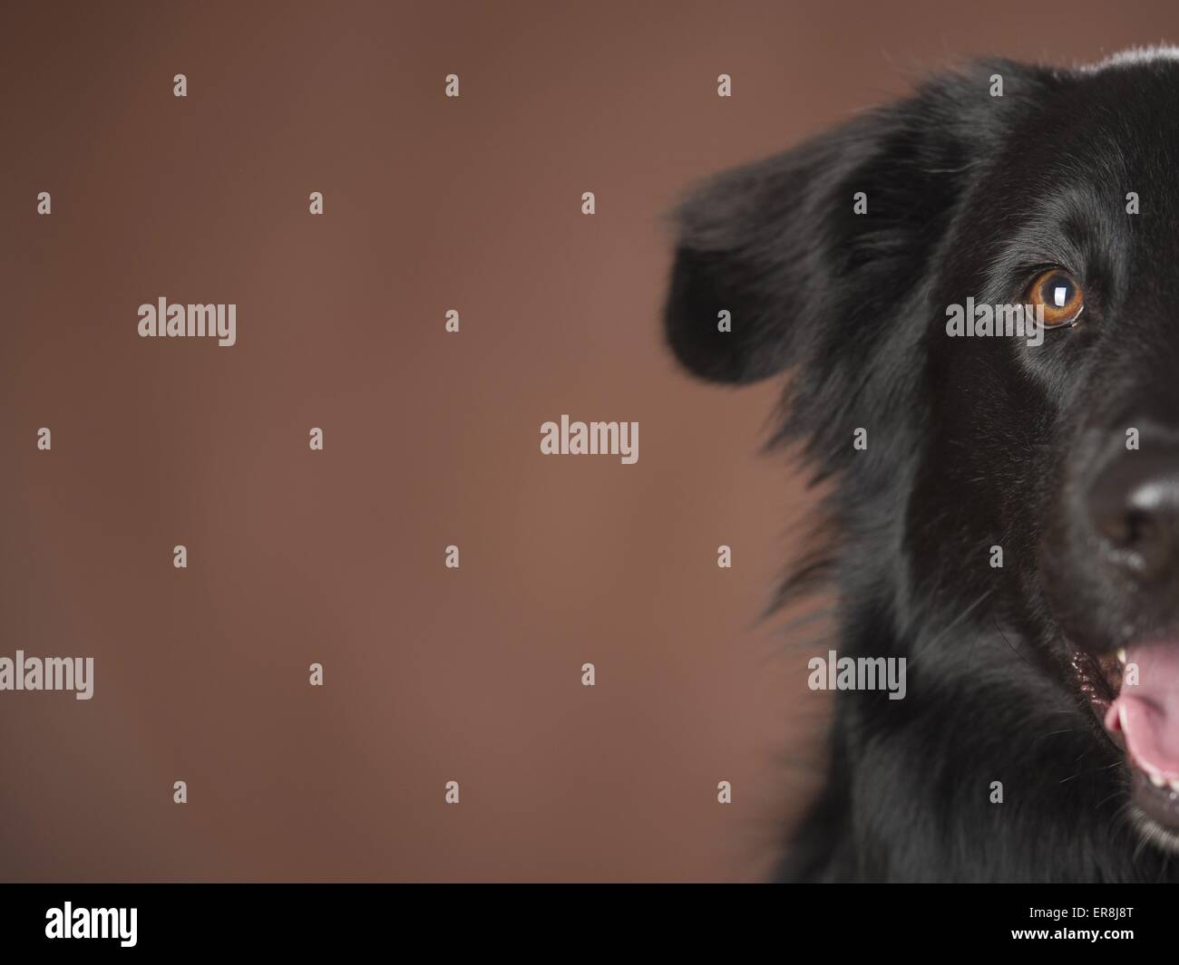 Border-Collie-Newfoundland mongrel face Stock Photo - Alamy