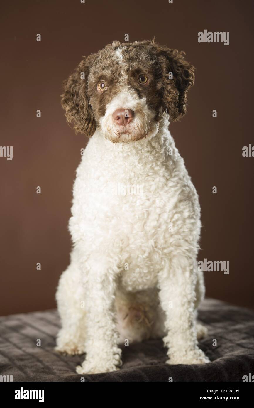 sitting Perro de Agua Espanol Stock Photo - Alamy