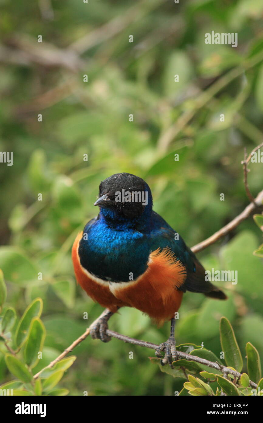 Superb starling in profile hi-res stock photography and images - Alamy