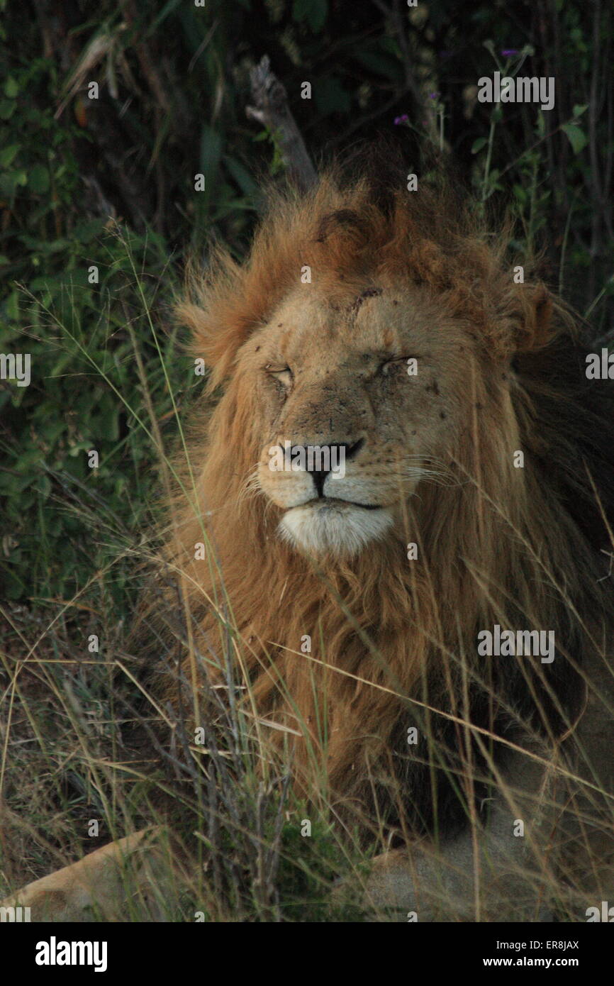 Lion face profile hi-res stock photography and images - Alamy