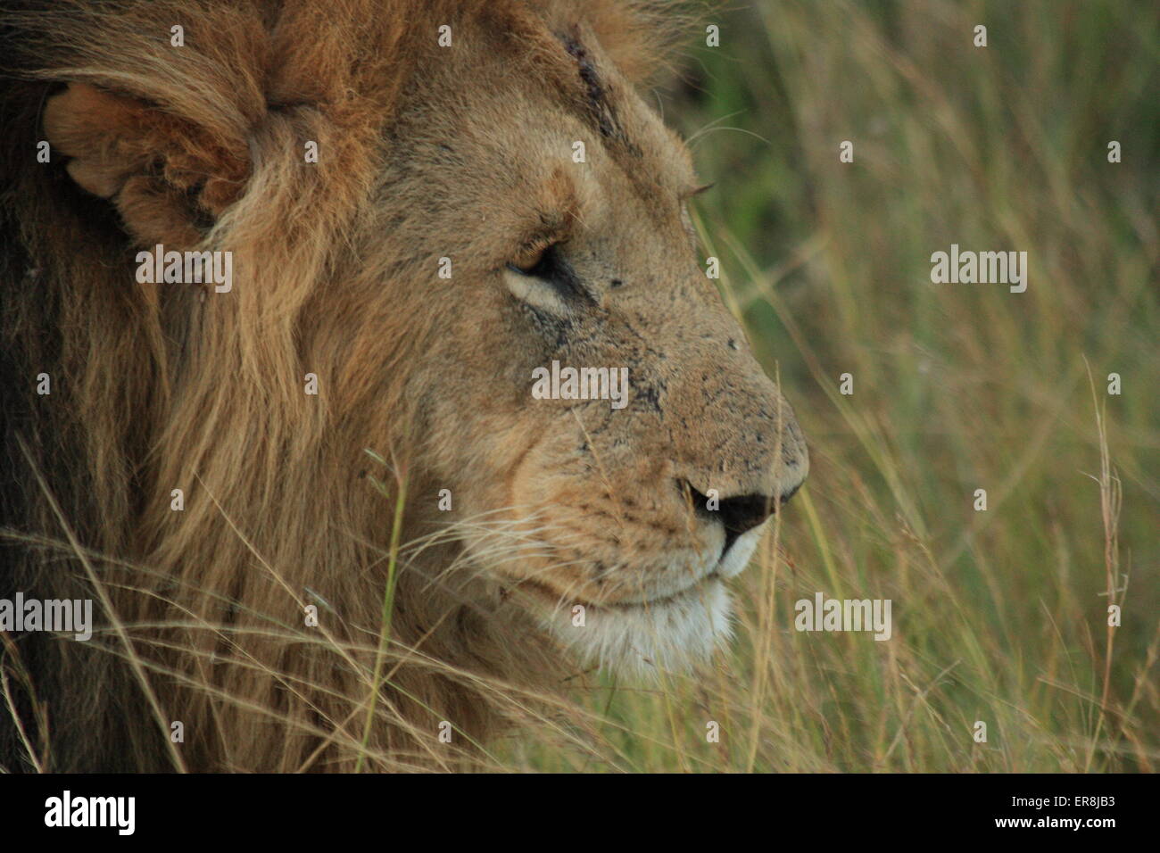 Lion face profile hi-res stock photography and images - Alamy