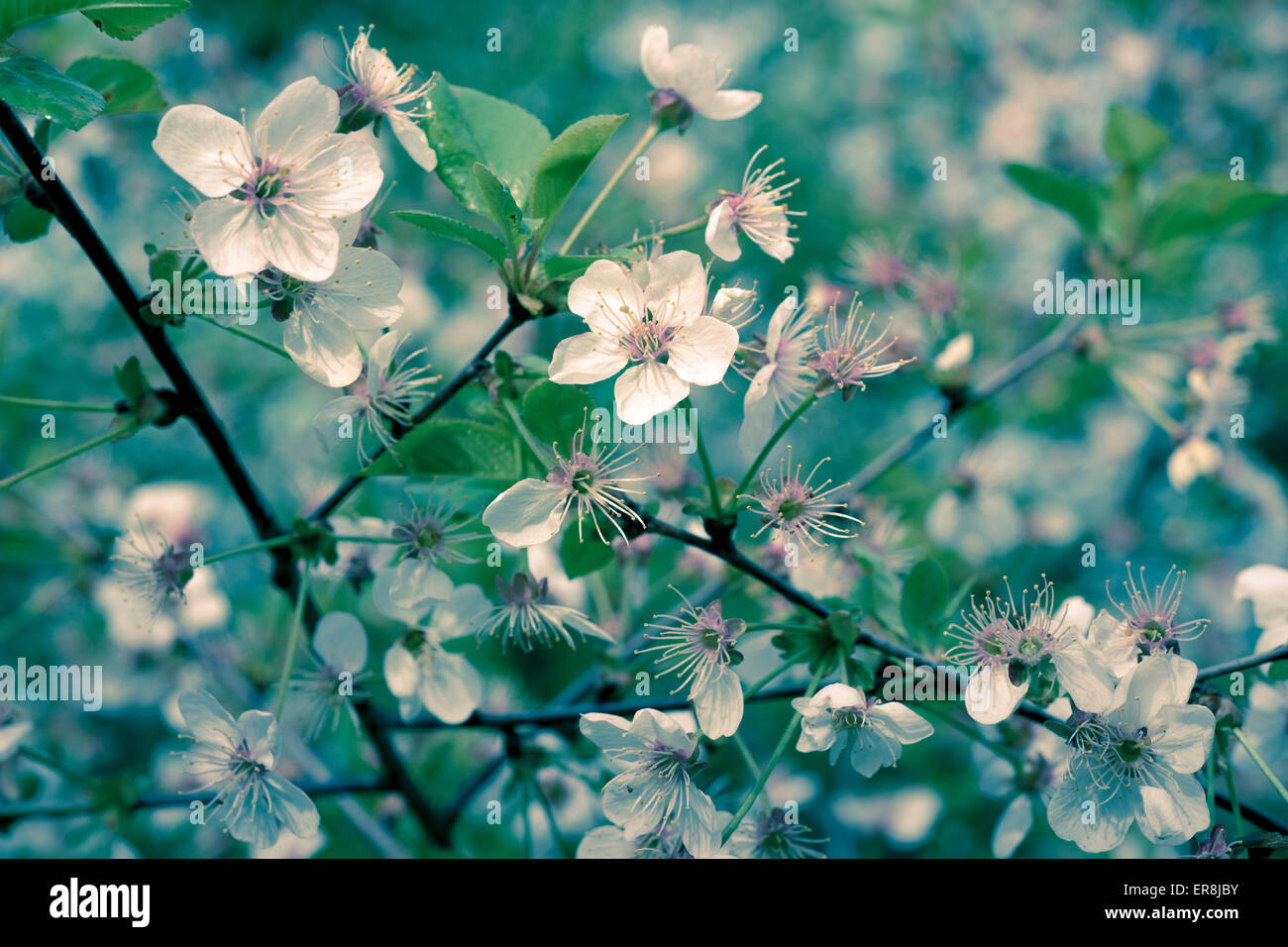 Central lobe small hi-res stock photography and images - Alamy