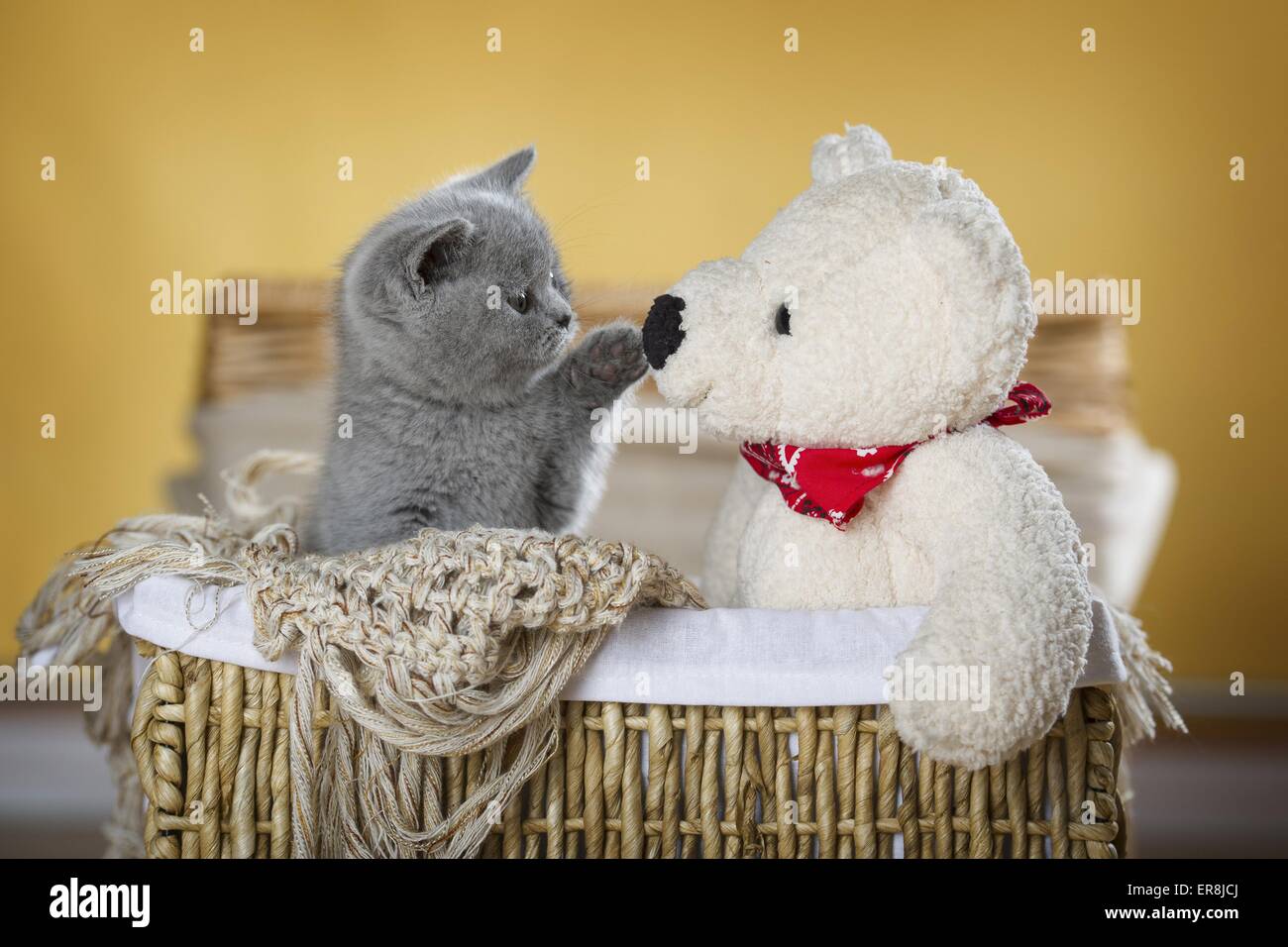 Cute kitten teddy bear hi-res stock photography and images - Alamy