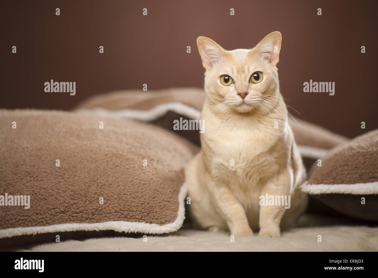 Burmese cat hi-res stock photography and images - Alamy