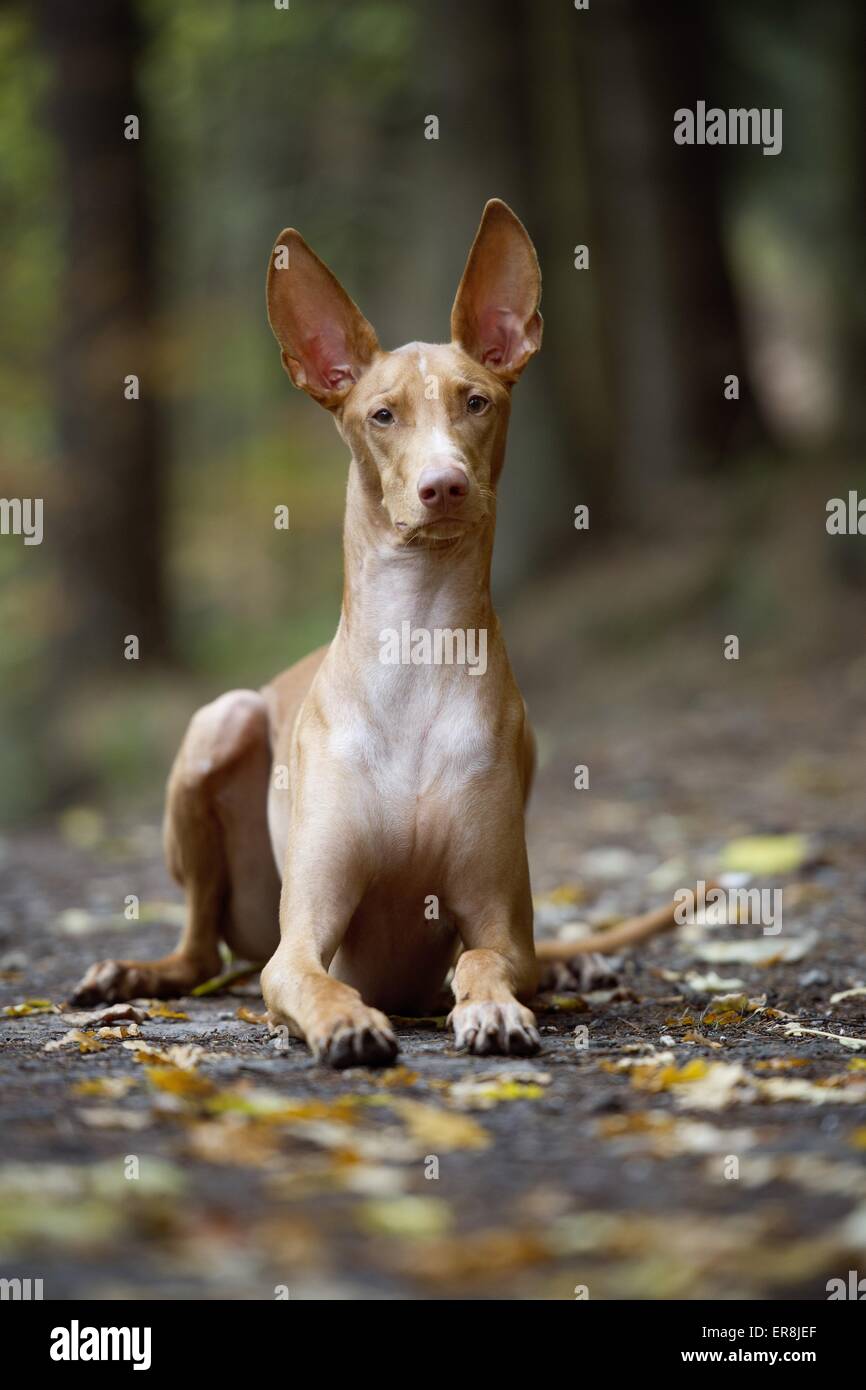 White Pharaoh Hound