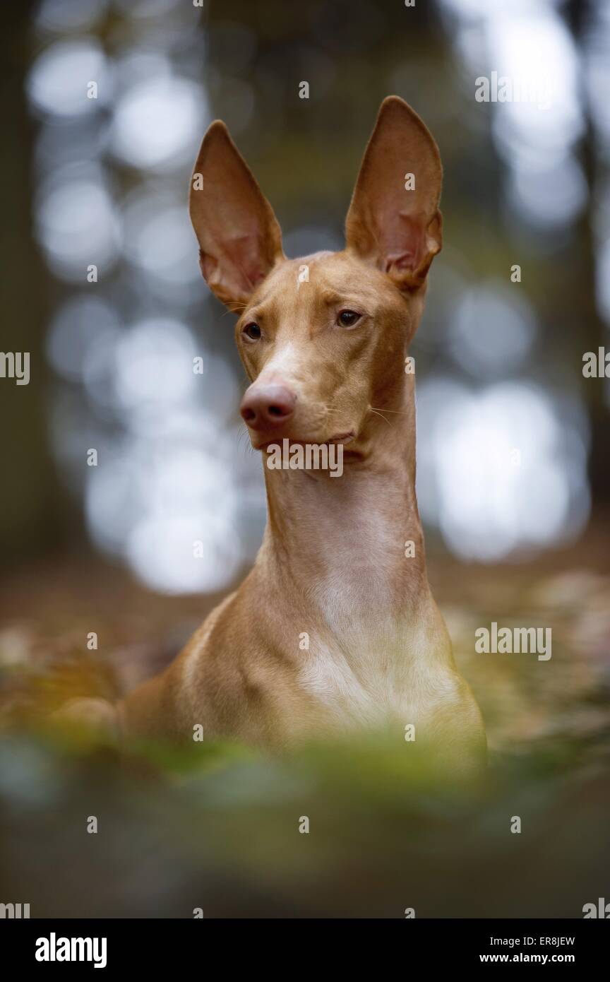 Pharaoh Hound Portrait Stock Photo - Alamy