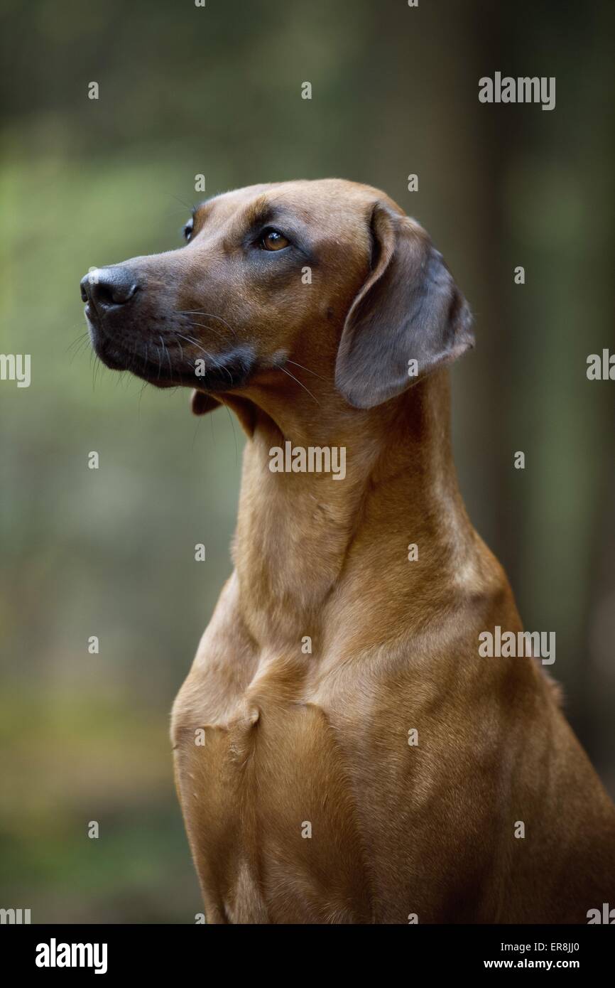 Rhodesian Ridgeback Portrait Stock Photo - Alamy