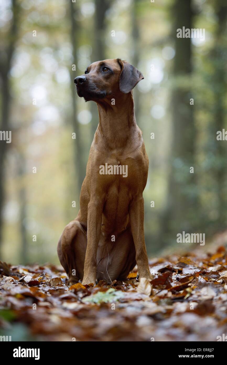 sitting Rhodesian Ridgeback Stock Photo - Alamy