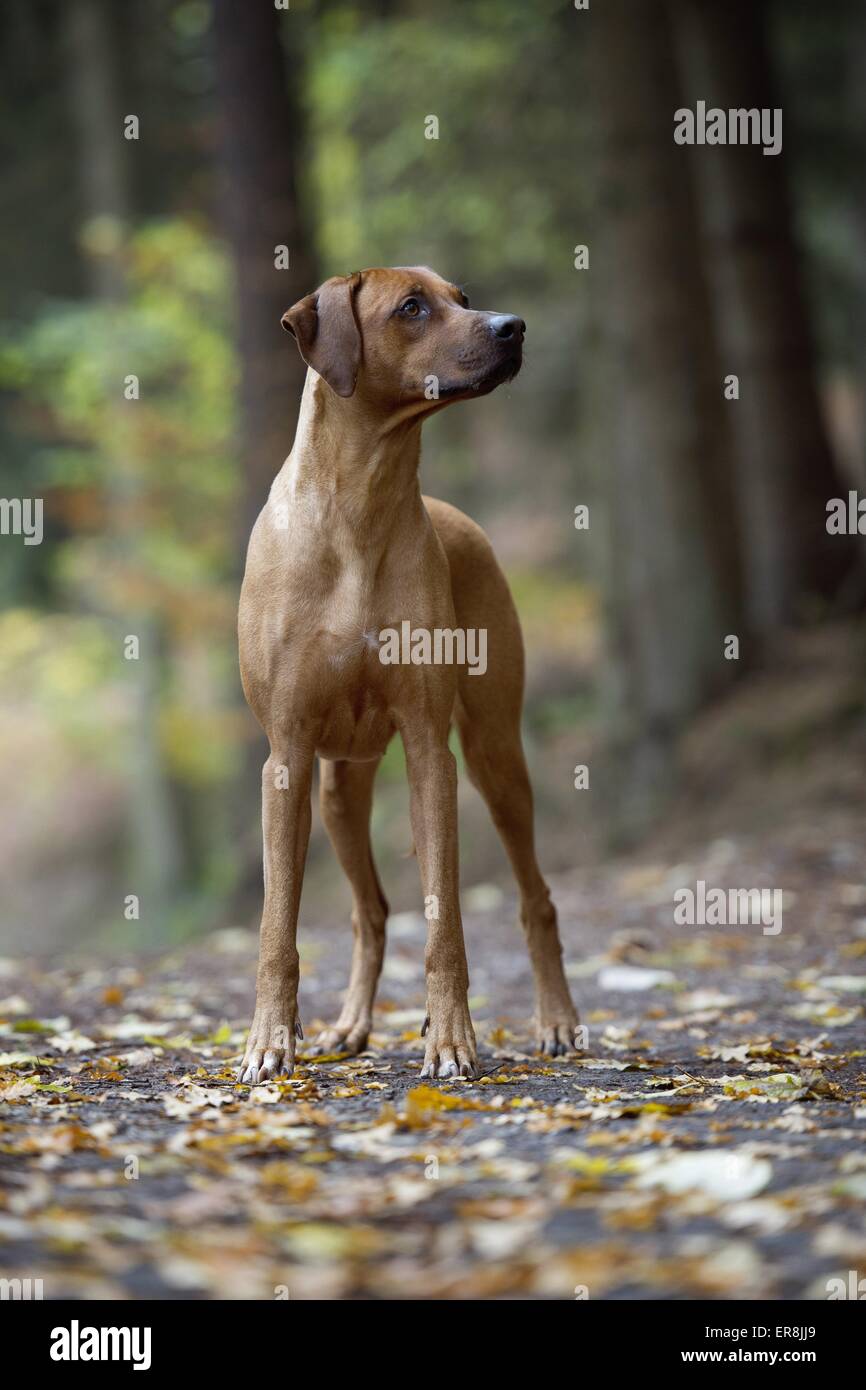 standing Rhodesian Ridgeback Stock Photo - Alamy