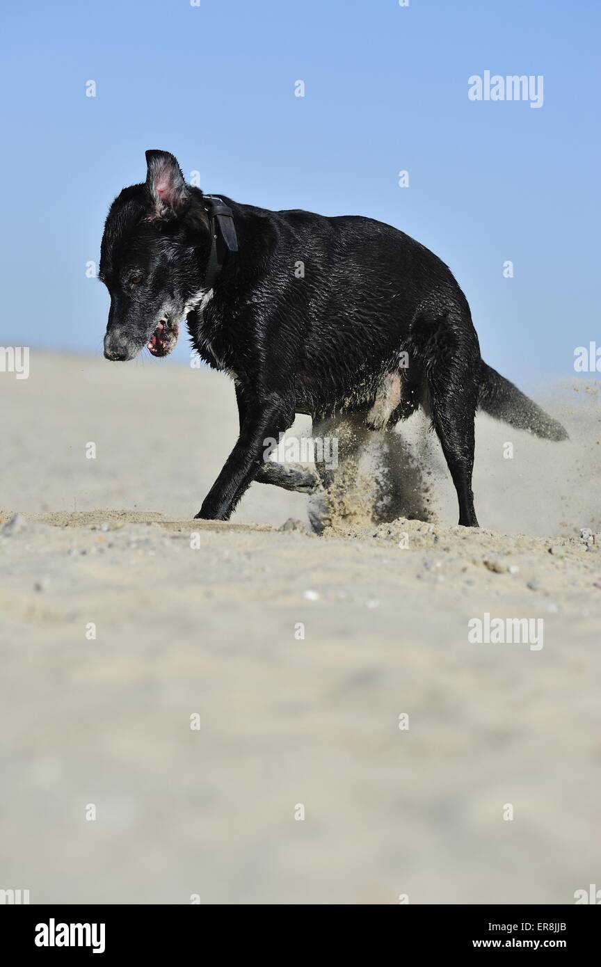 digging Labrador-Shepherd mongrel Stock Photo - Alamy