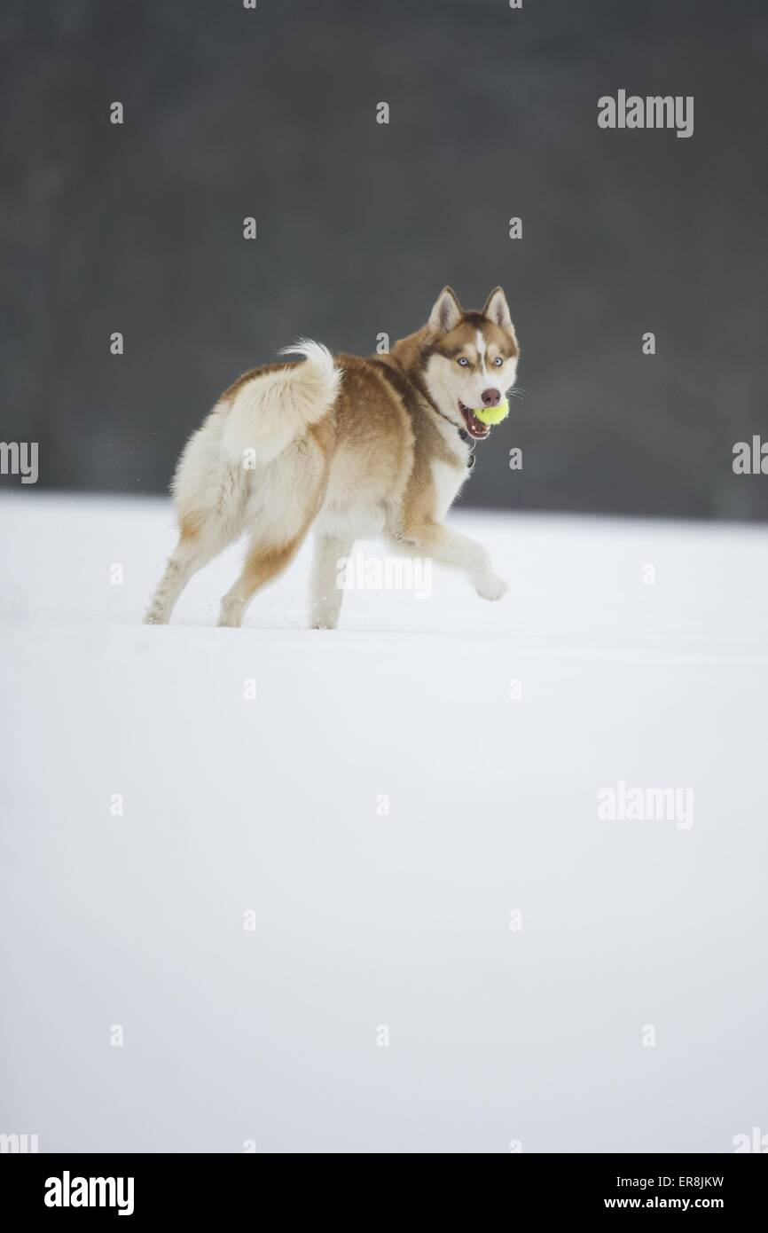Playing siberian husky hi-res stock photography and images - Alamy