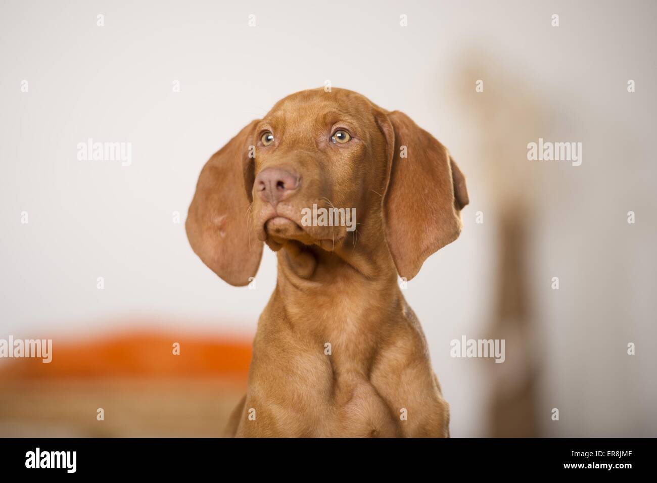Sitting shorthaired magyar vizsla hi-res stock photography and images ...