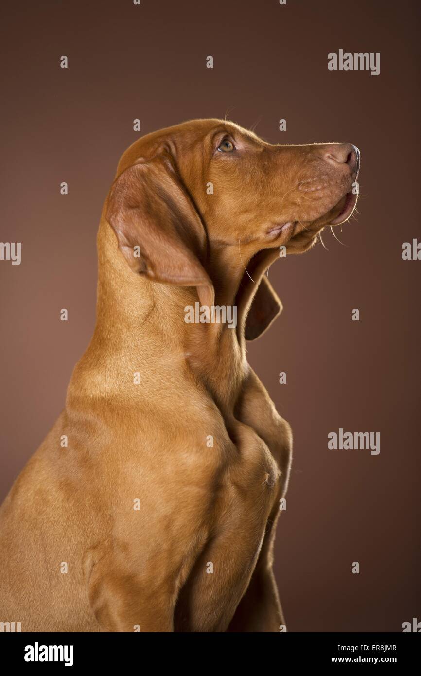 Young hungarian vizsla dog hi-res stock photography and images - Alamy